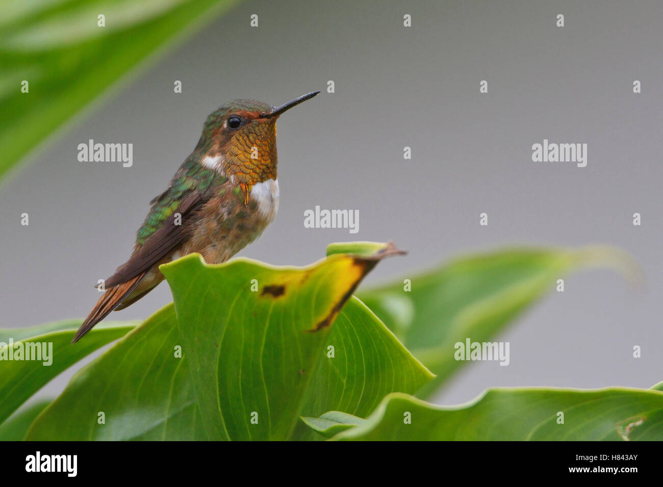 Scintillant Hummingbird (Selasphorus scintilla) male, Costa Rica Stock ...