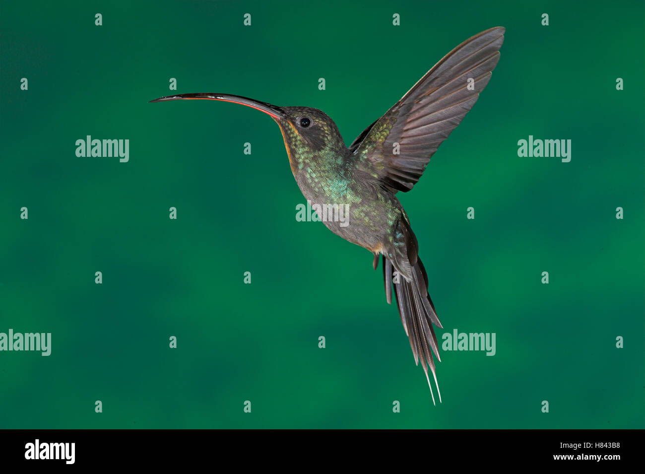 Green Hermit (Phaethornis guy), Costa Rica Stock Photo - Alamy