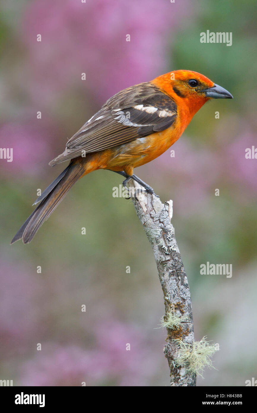 Flame-colored Tanager (Piranga bidentata), Costa Rica Stock Photo - Alamy