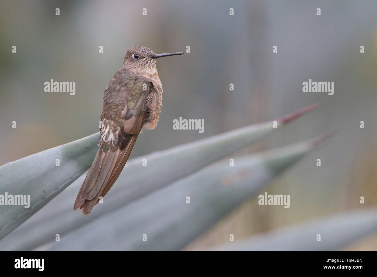 Giant Hummingbird (Patagona gigas), Ecuador Stock Photo - Alamy