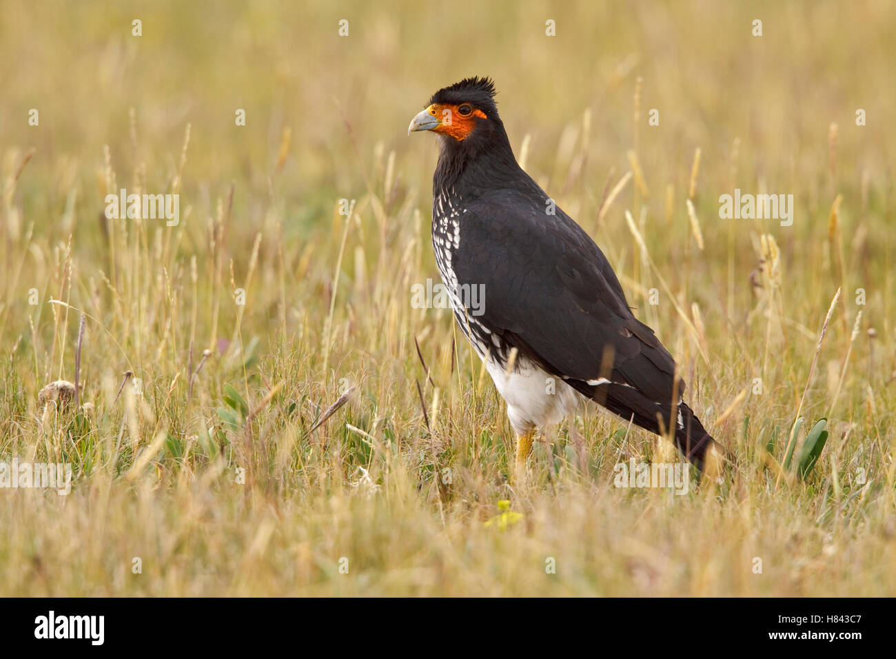 Carunculated Caracara (Phalcoboenus carunculatus), Ecuador Stock Photo ...