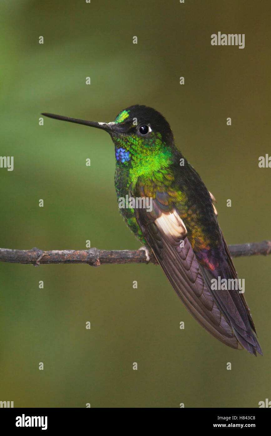 Buff-winged Starfrontlet (Coeligena lutetiae) male, Ecuador Stock Photo ...