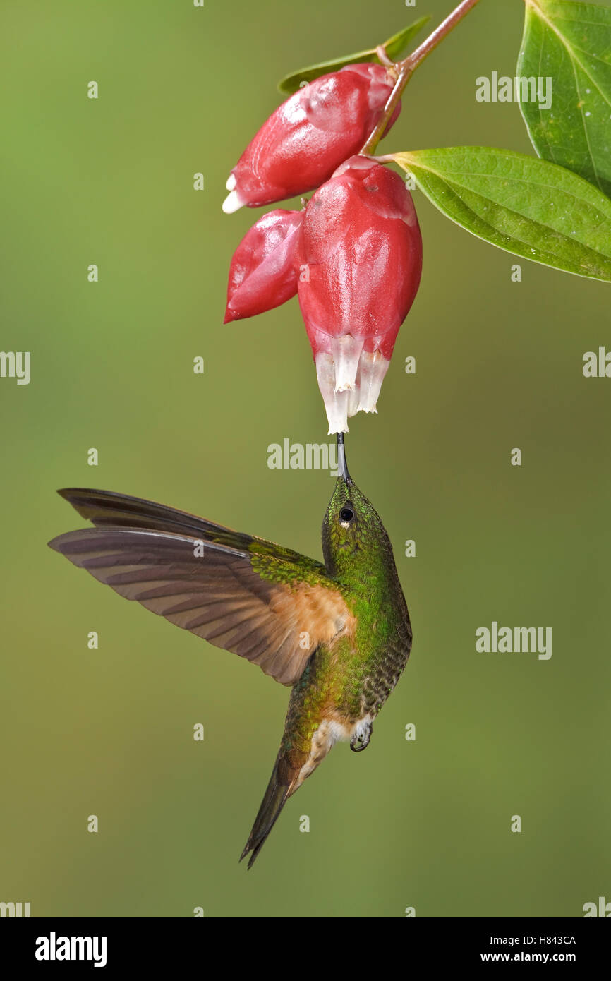 Buff-tailed Coronet (Boissonneaua flavescens) feeding on nectar ...