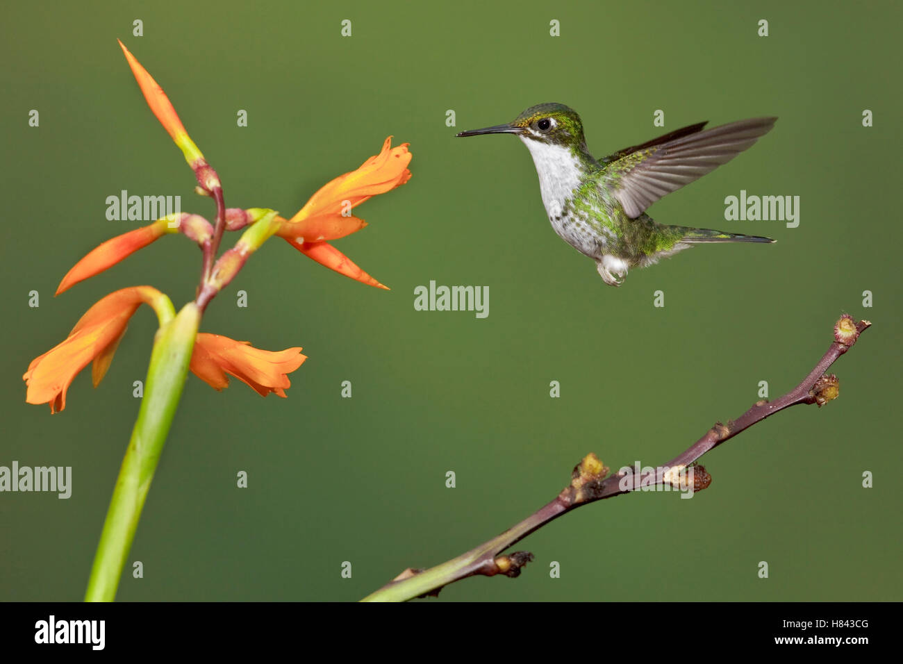 Booted Racket-tail (Ocreatus underwoodii) female, Ecuador Stock Photo ... Booted Racket-tail (Ocreatus underwoodii) female, Ecuador Stock Photo ...