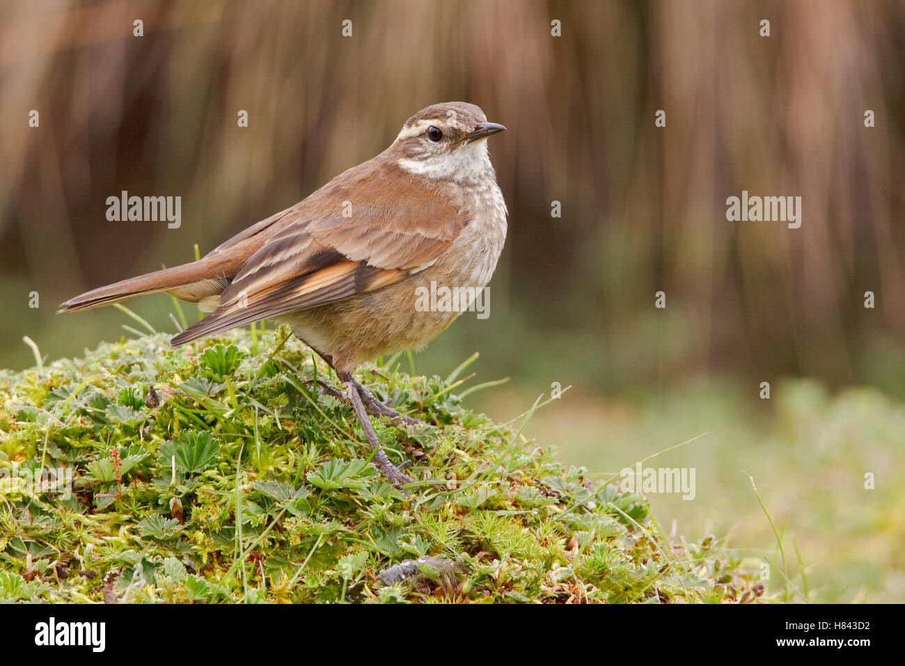 Bar-winged Cinclodes (Cinclodes fuscus), Ecuador Stock Photo - Alamy