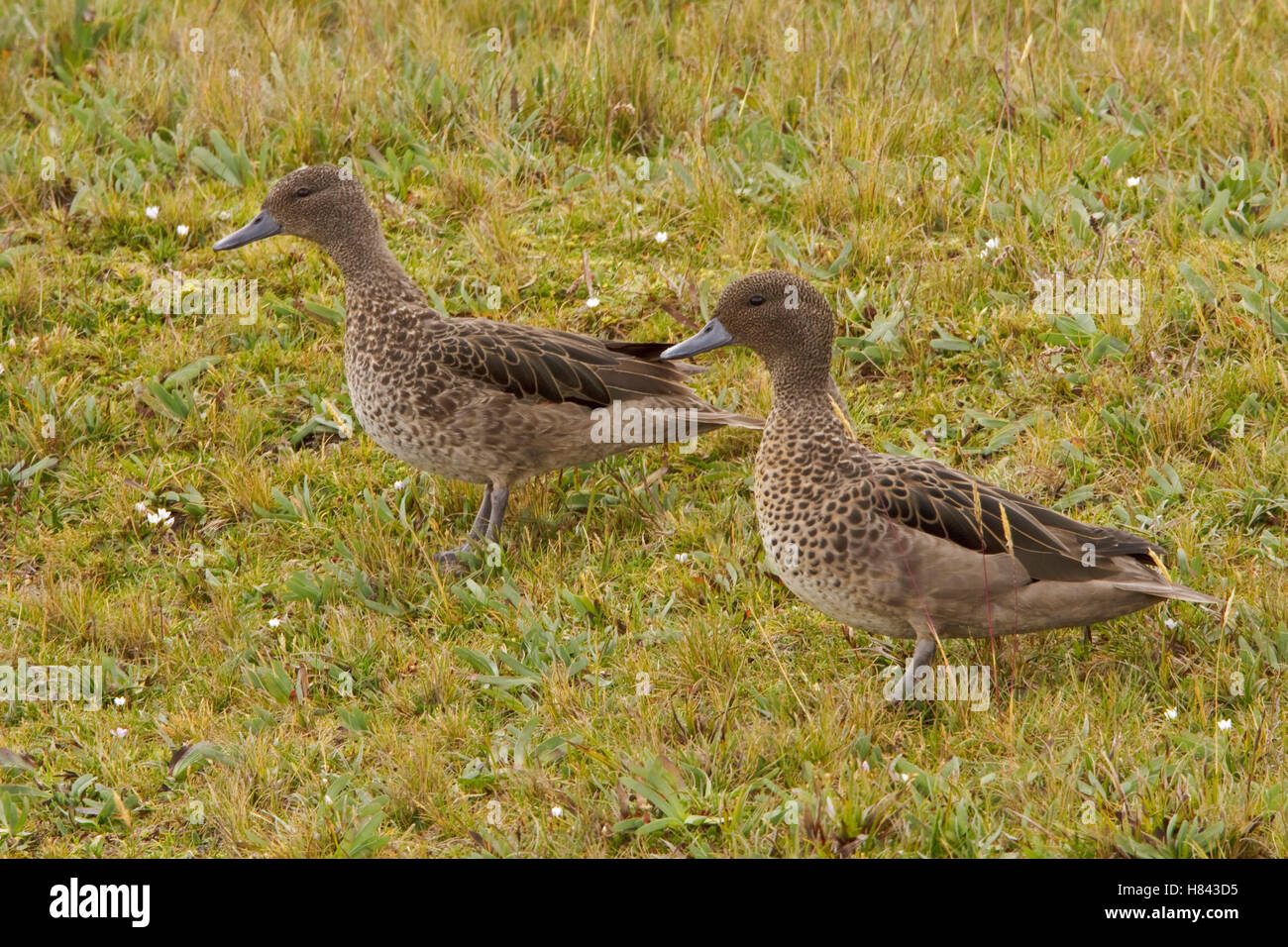Andean Teal (Anas andium) pair, Ecuador Stock Photo - Alamy
