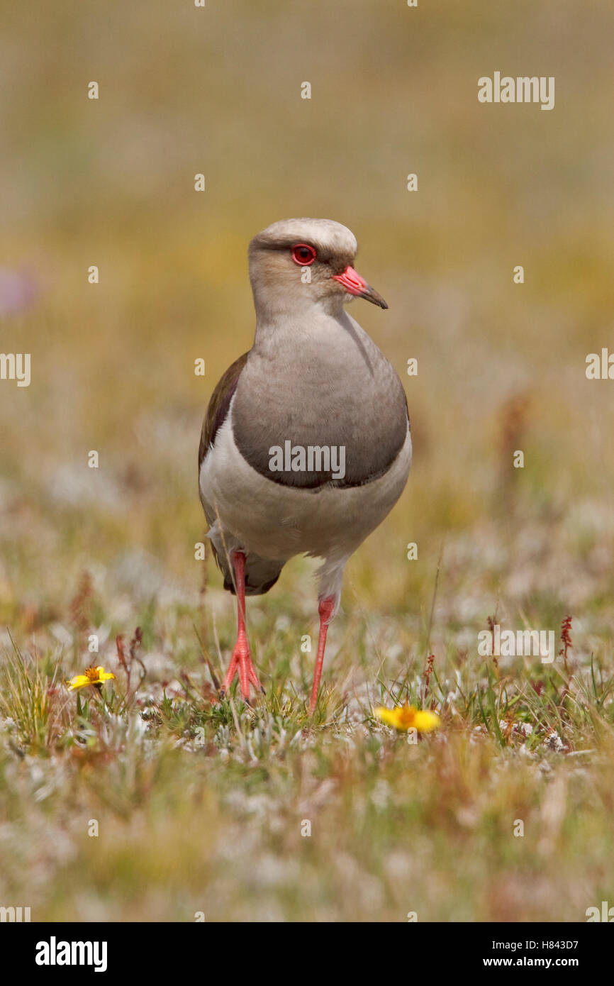 Andean Lapwing (Vanellus resplendens), Ecuador Stock Photo - Alamy