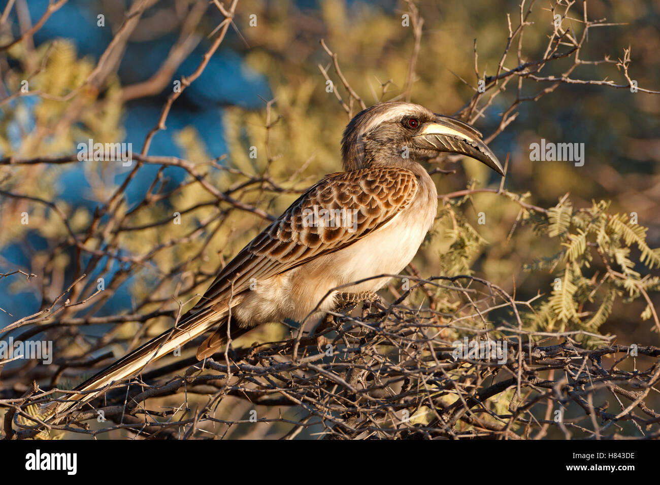 African Grey Hornbill (Tockus nasutus), Kgalagadi Transfrontier Park ...