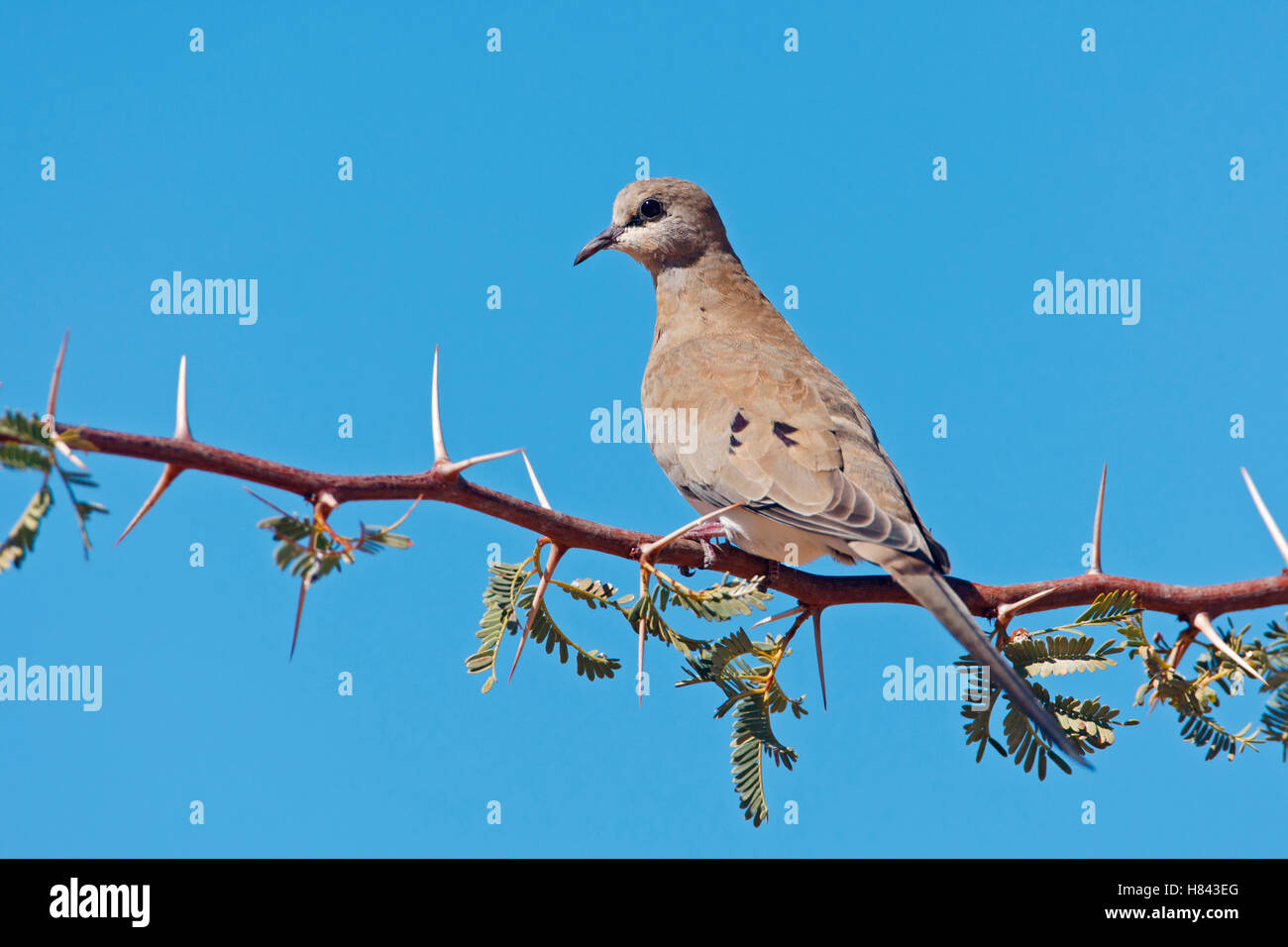 Masked Dove (Oena capensis), Kgalagadi Transfrontier Park, Northern ...