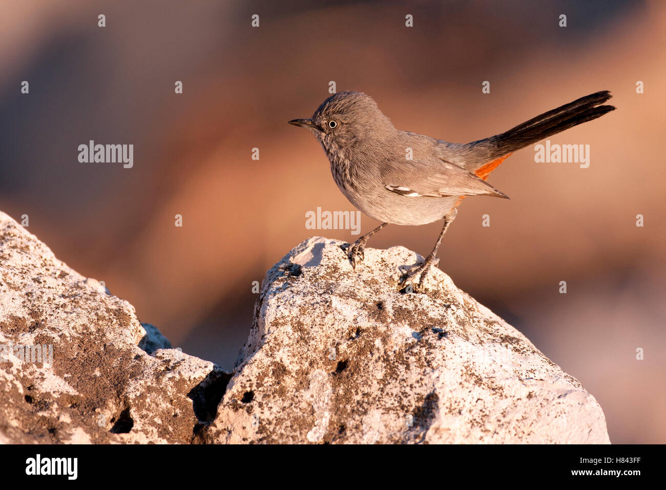 Rufous-vented Warbler (Sylvia subcaerulea), Namibia Stock Photo - Alamy