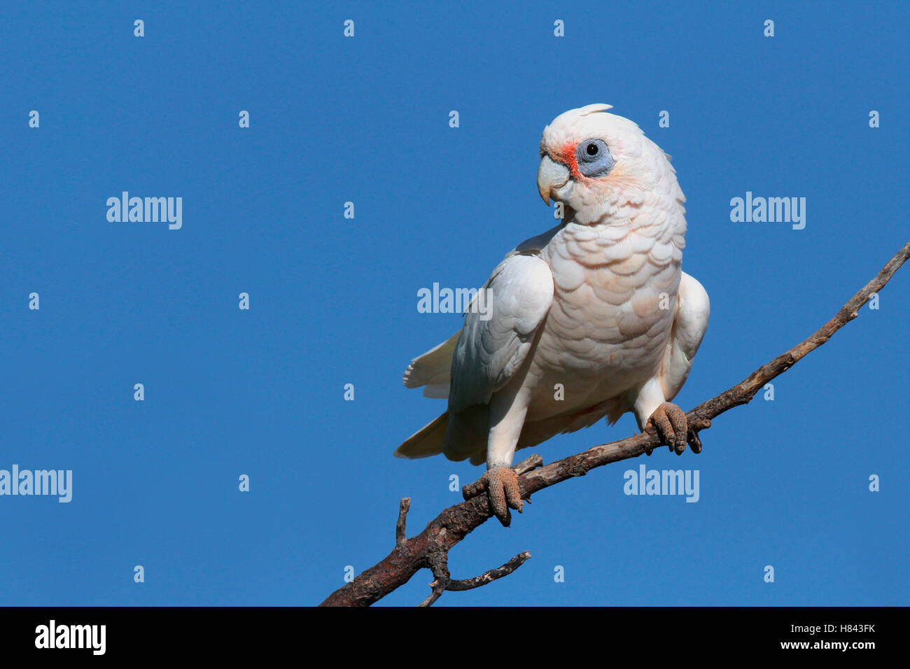 Little Corella (Cacatua sanguinea), Darwin, Australia Stock Photo - Alamy