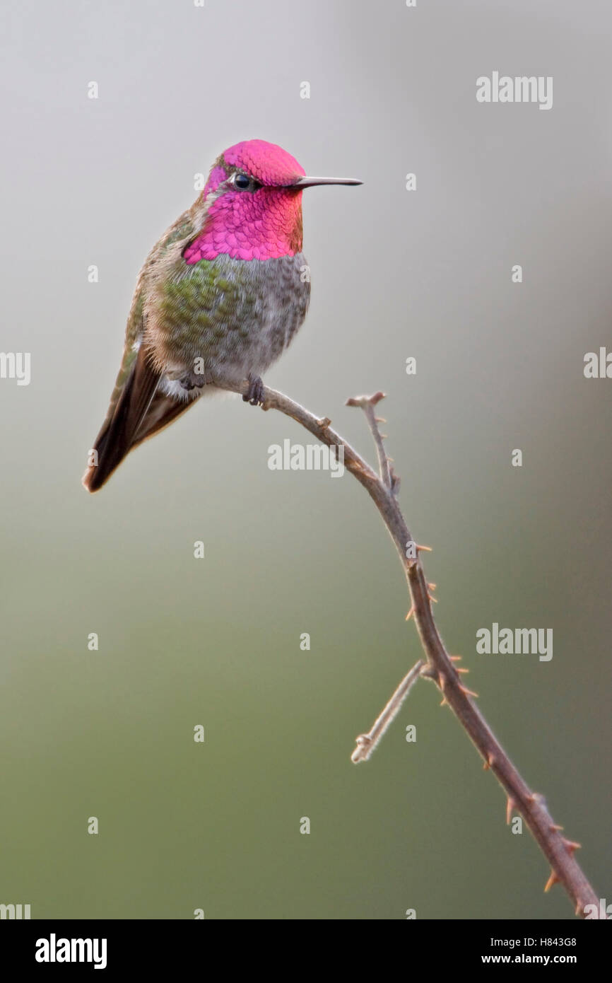 Anna's Hummingbird (Calypte anna) male, British Columbia, Canada Stock ...