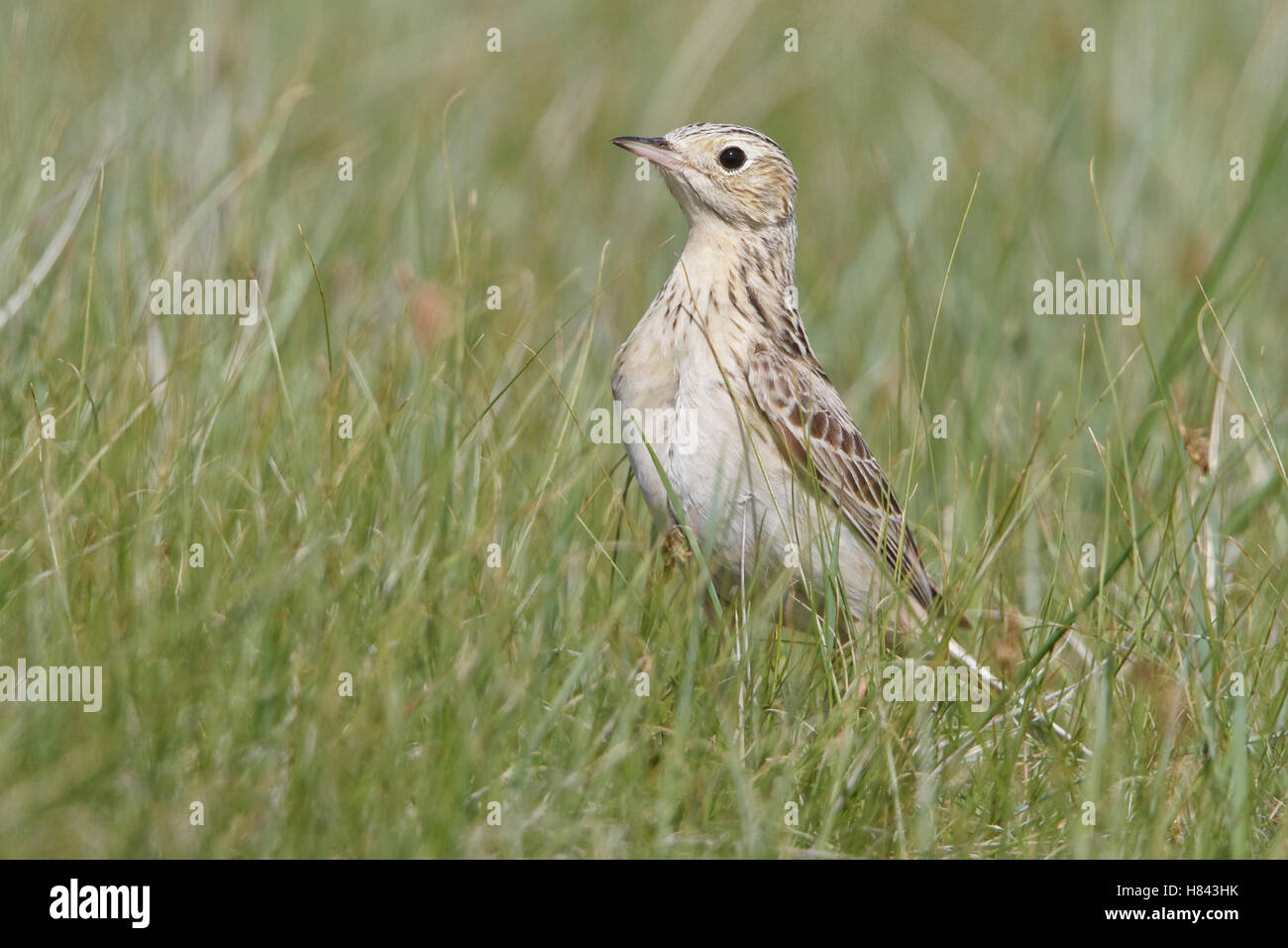 Sprague's Pipit (Anthus spragueii), Saskatchewan, Canada Stock Photo ...