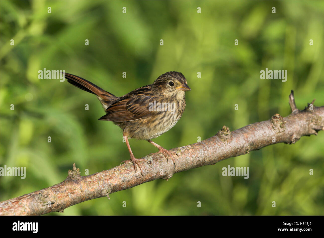 Song Sparrow (Melospiza melodia) juvenile Stock Photo - Alamy