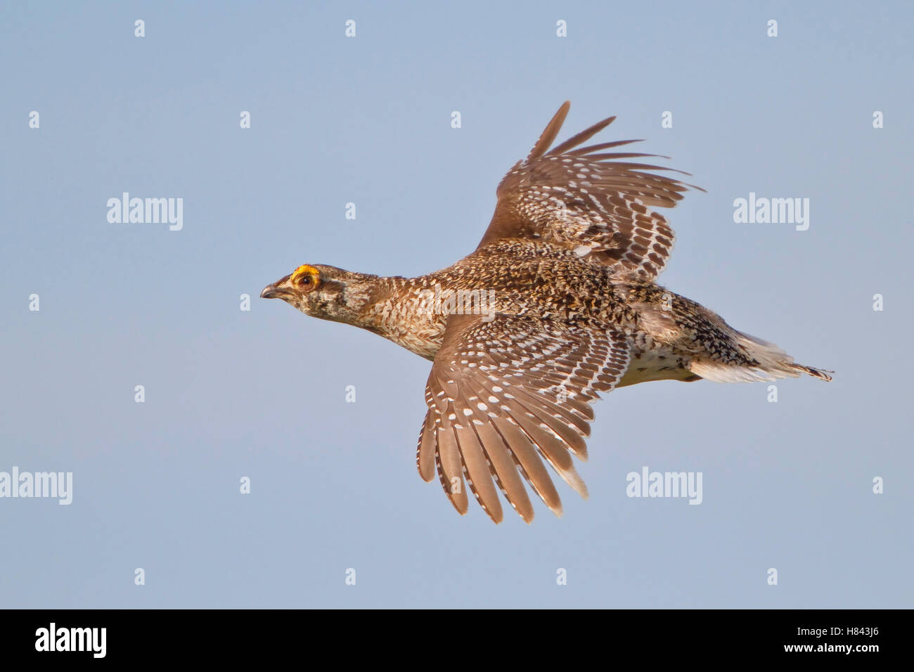 Sharp-tailed Grouse (Tympanuchus phasianellus), Saskatchewan, Canada ...