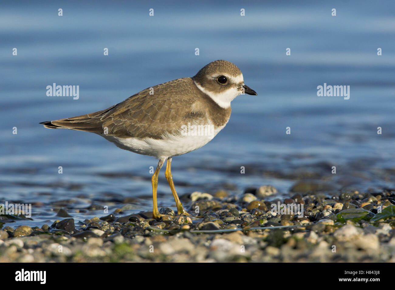 Semipalmated Plover (Charadrius semipalmatus), British Columbia, Canada ...