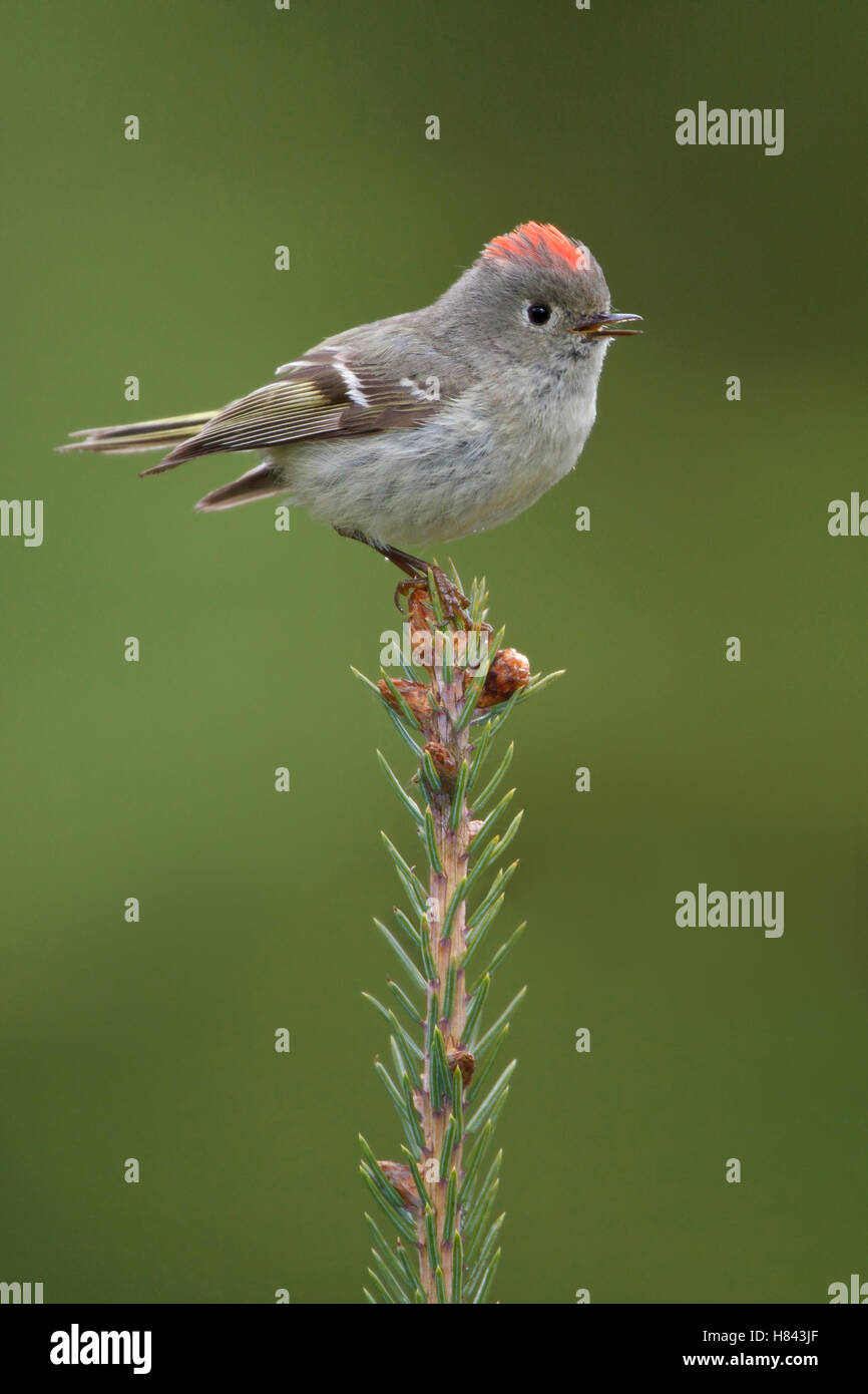 Ruby-crowned Kinglet (Regulus calendula), British Columbia, Canada ...
