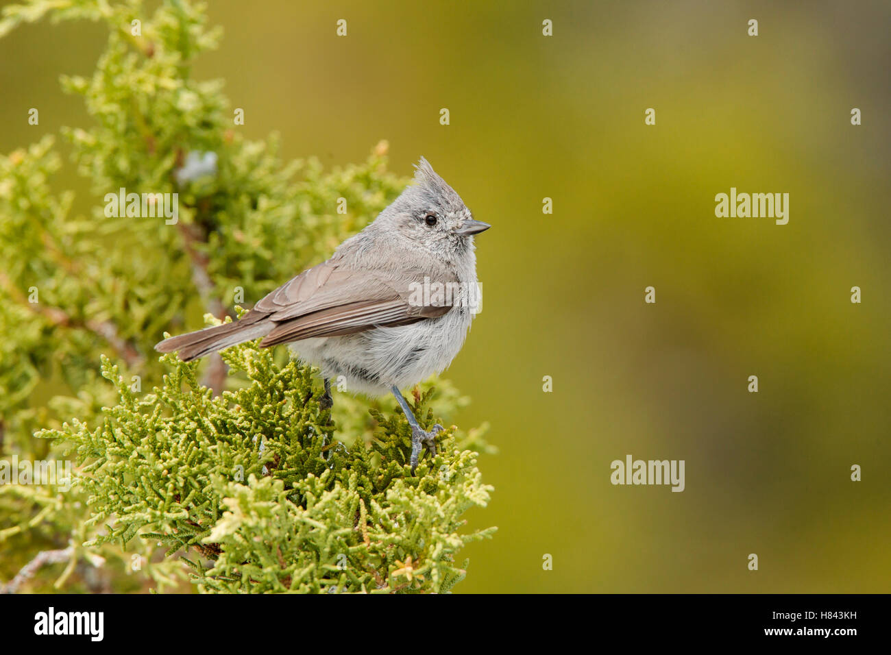 Juniper Titmouse (Baeolophus ridgwayi), Inyo County, California Stock ...