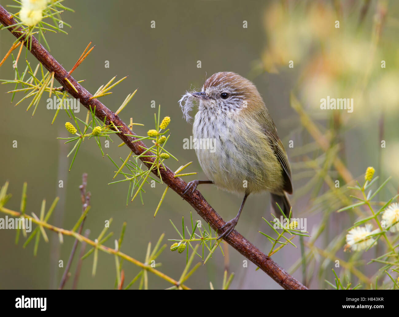 Striated Thornbill (Acanthiza lineata), Victoria, Australia Stock Photo ...