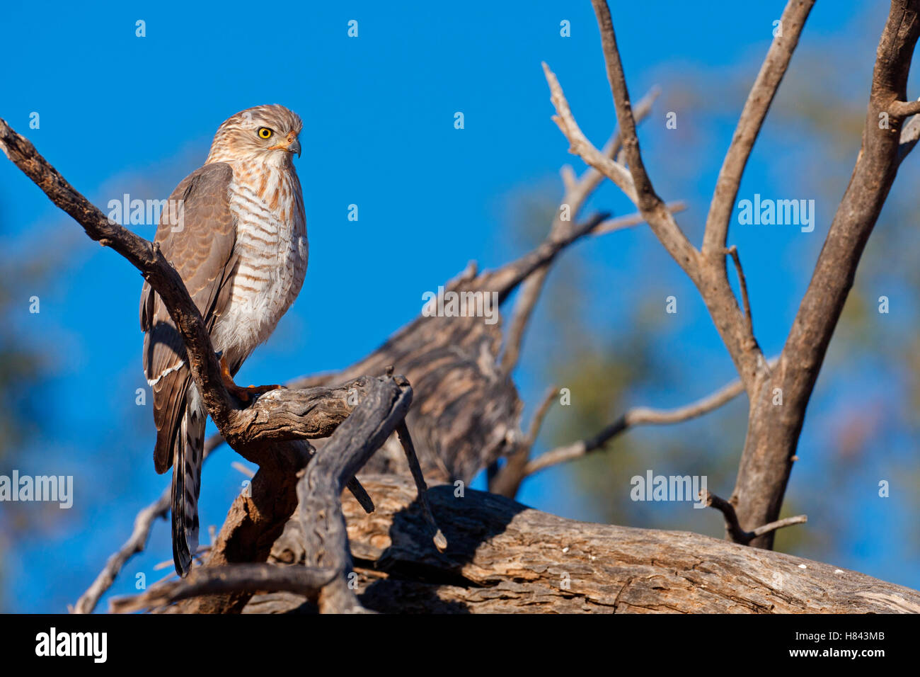 Gabar Goshawk (Micronisus gabar), Kgalagadi Transfrontier Park ...