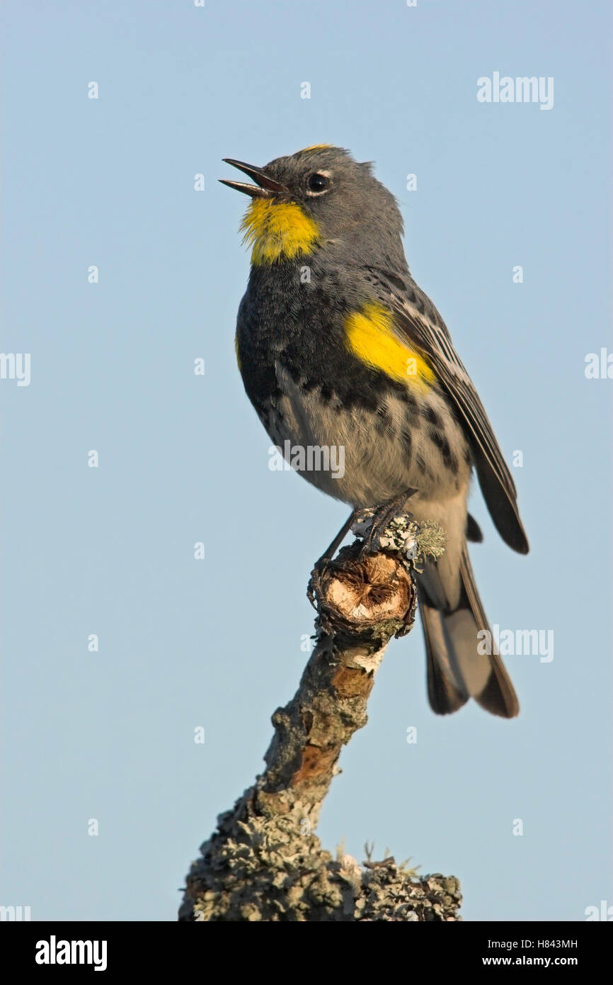 Audubon's Warbler (Setophaga coronata auduboni) singing male, British ...