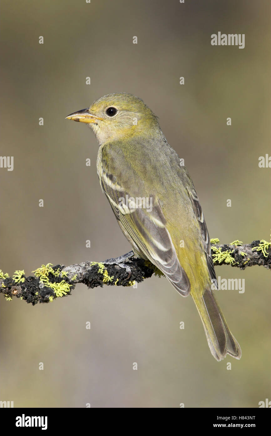 Western Tanager (Piranga ludoviciana) female, Oregon Stock Photo - Alamy