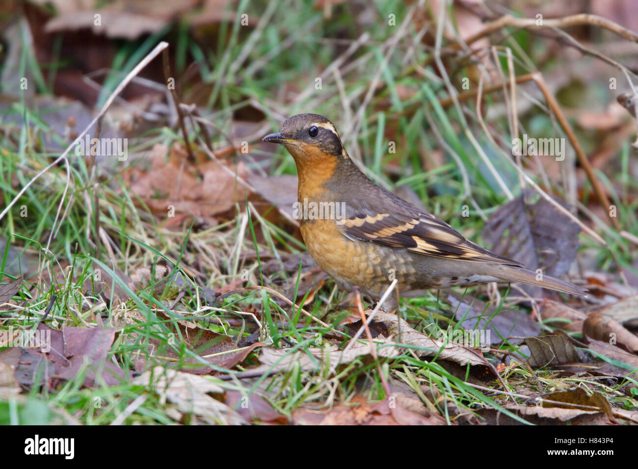Varied Thrush (Ixoreus naevius) female, British Columbia, Canada Stock ...