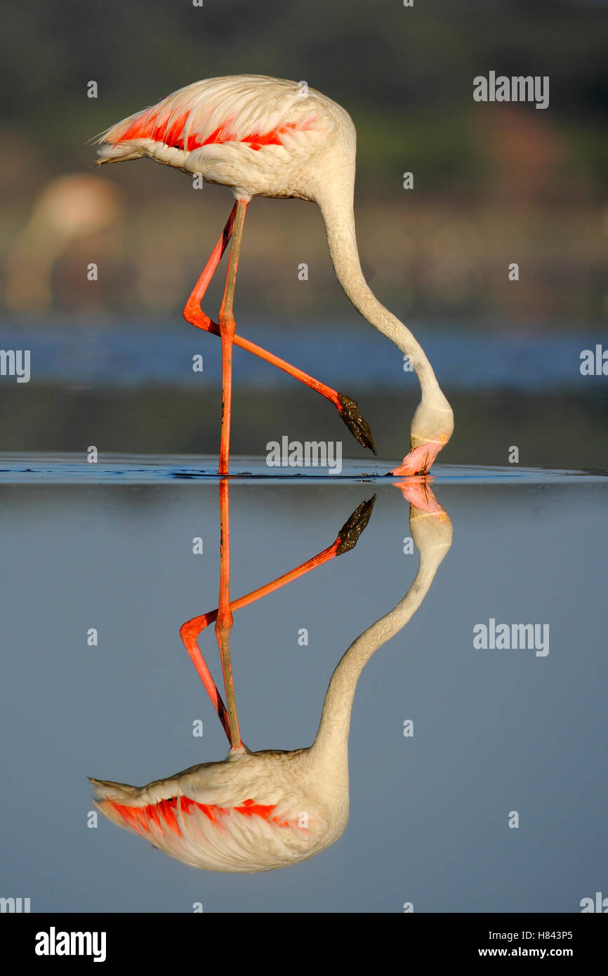 European Flamingo (Phoenicopterus roseus) feeding, Seville, Spain Stock ...