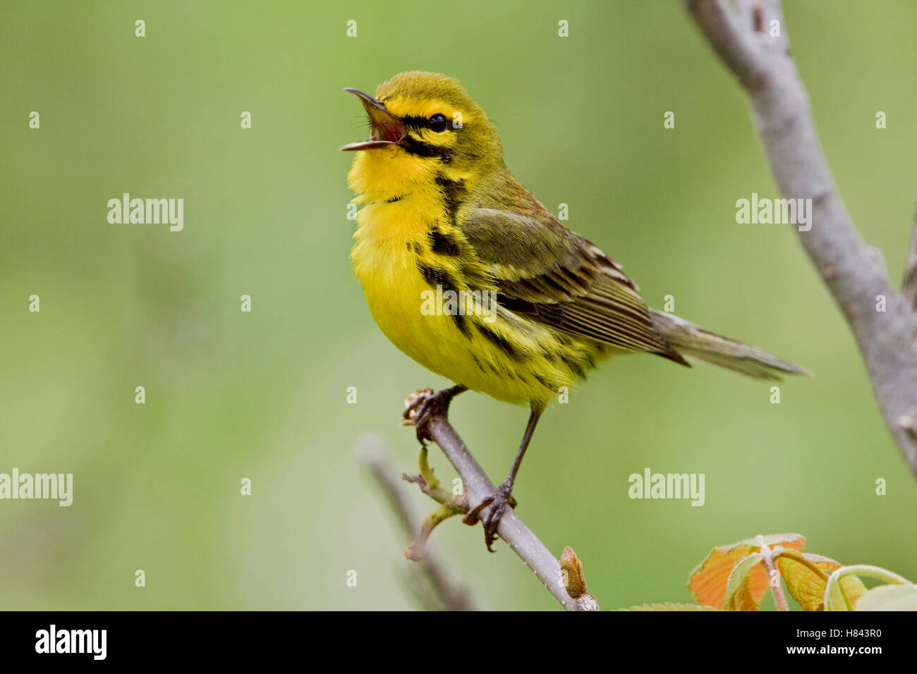 Prairie Warbler (Setophaga discolor) singing male, Ontario, Canada ...