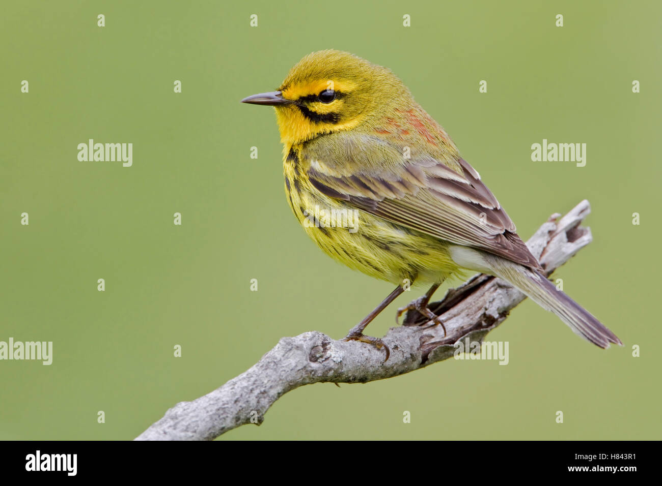 Prairie Warbler (Setophaga discolor) male, Ontario, Canada Stock Photo ...