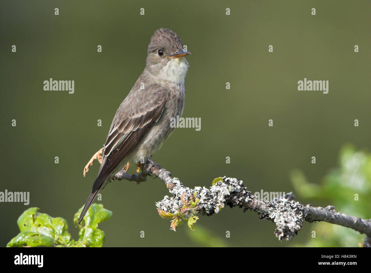 British olive hi-res stock photography and images - Alamy