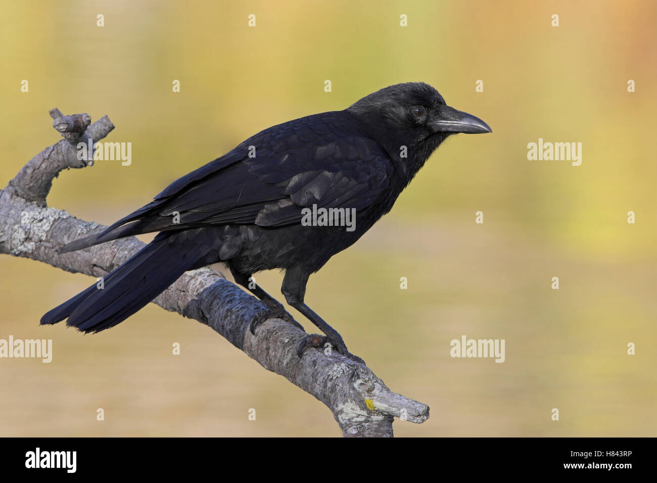 Northwestern Crow (Corvus caurinus), British Columbia, Canada Stock ...