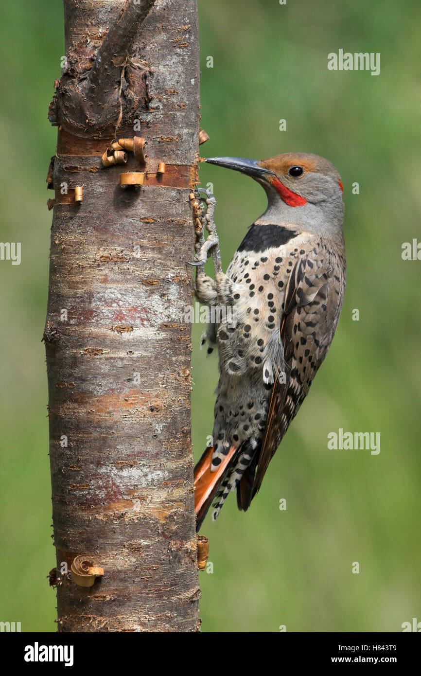 Northern Flicker (Colaptes auratus) male, British Columbia, Canada ...
