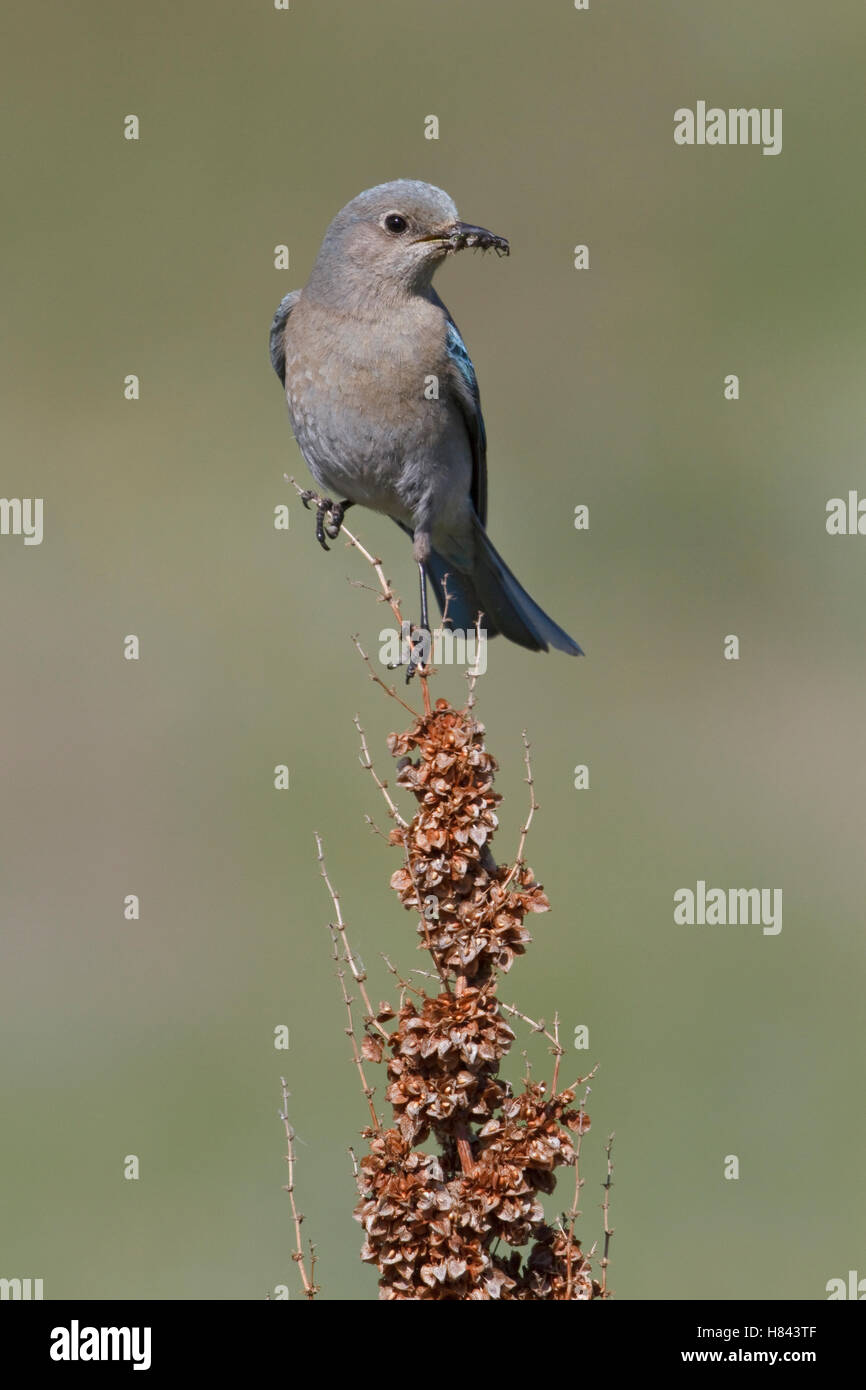 Mountain Bluebird (Sialia currucoides) carrying insect prey, Alberta ...
