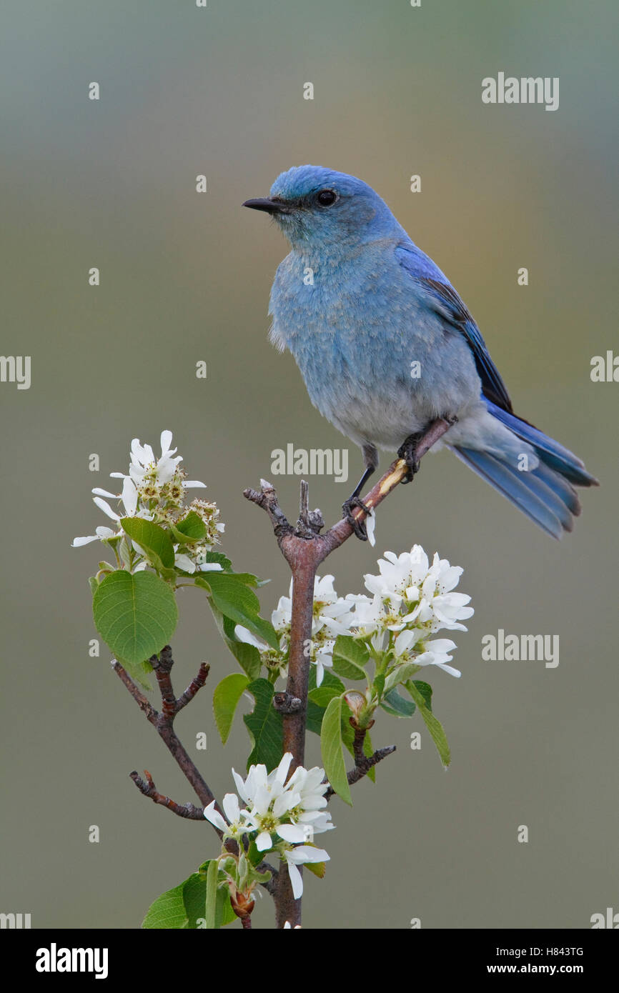 Mountain Bluebird (Sialia currucoides) male, Alberta, Canada Stock ...