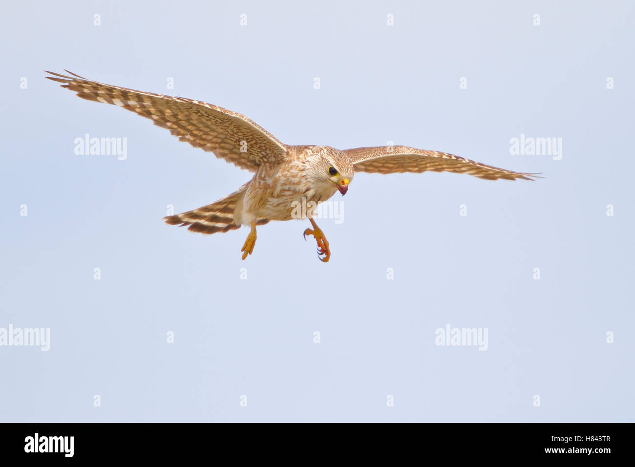Merlin (Falco columbarius), Alberta, Canada Stock Photo - Alamy