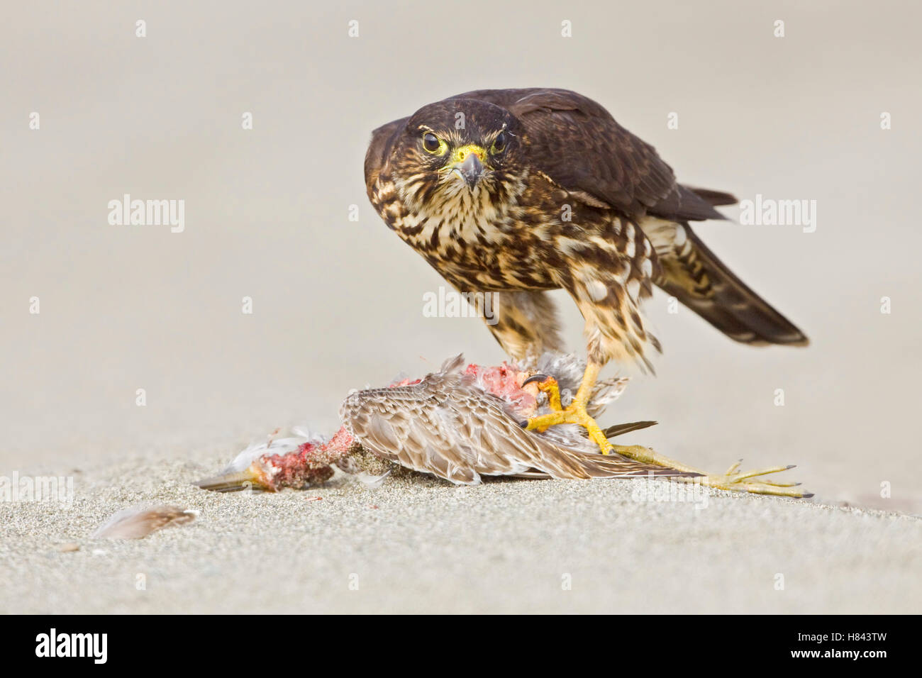 Merlin (Falco columbarius) on raptor prey, Washington Stock Photo - Alamy