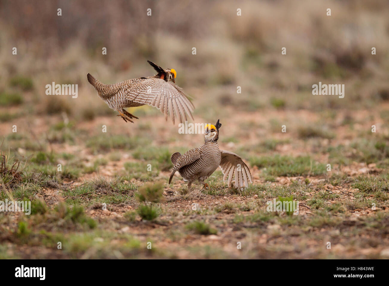 Lesser Prairie Chicken (Tympanuchus pallidicinctus) males displaying at ...