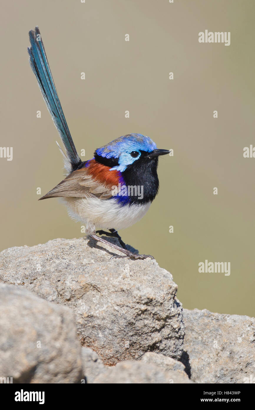 Variegated Fairywren (Malurus lamberti) male, Guilderton, Australia ...