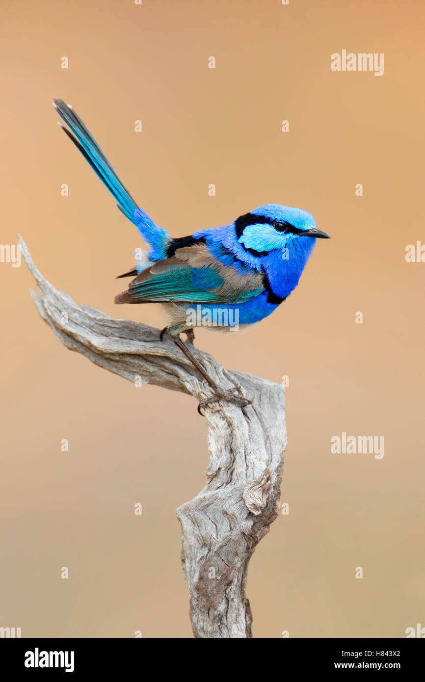 Splendid Fairywren (Malurus splendens) male, Victoria, Australia Stock ...