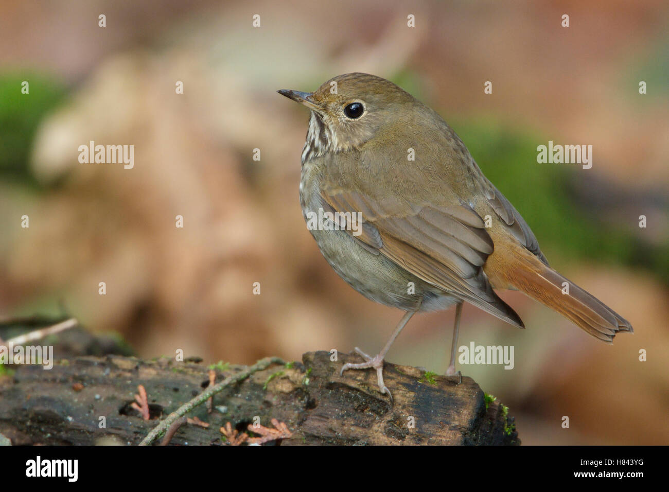 Hermit Thrush (Catharus guttatus), British Columbia, Canada Stock Photo ...