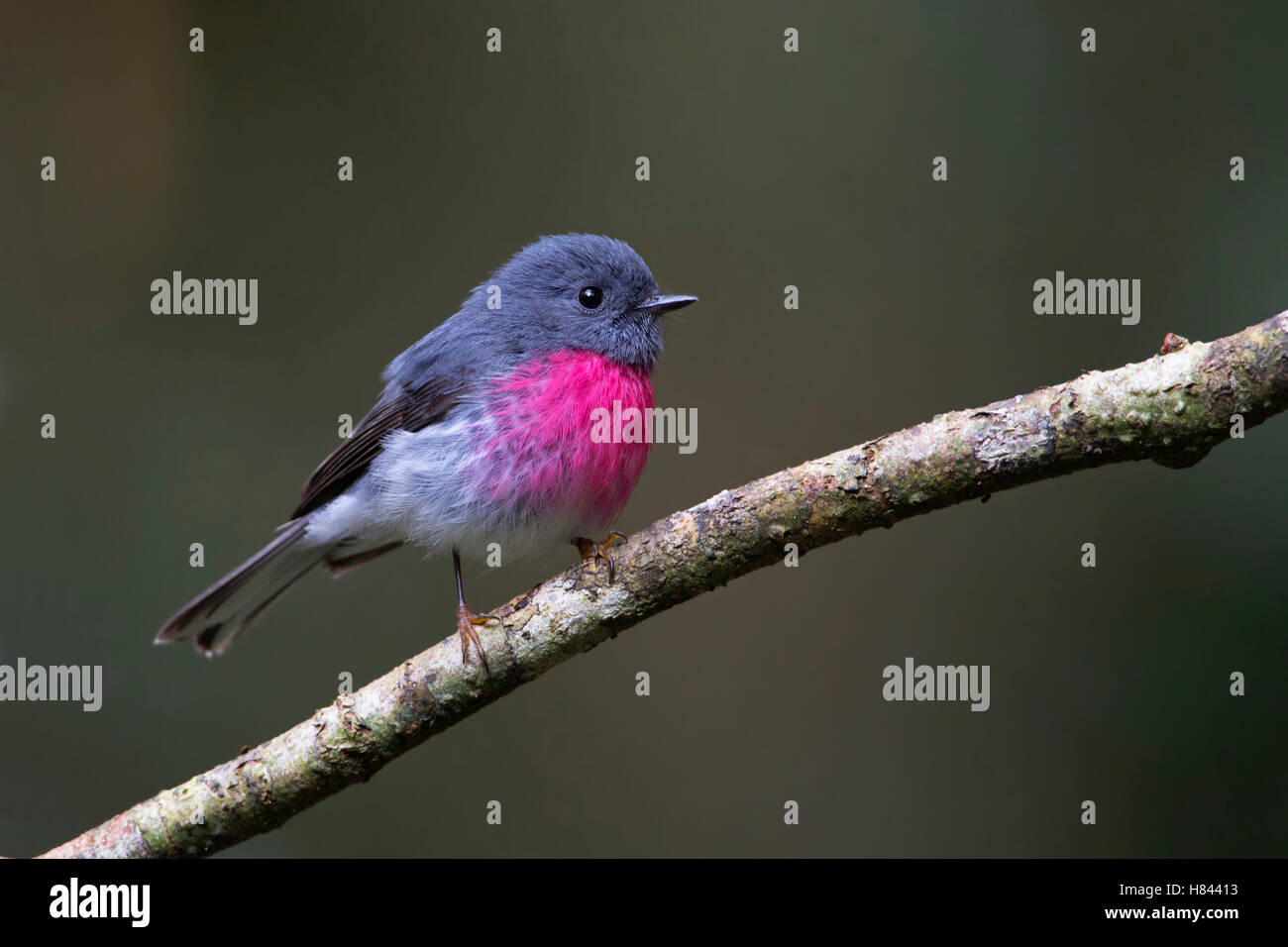 Rose Robin (Petroica rosea) adult, Queensland, Australia Stock Photo ...