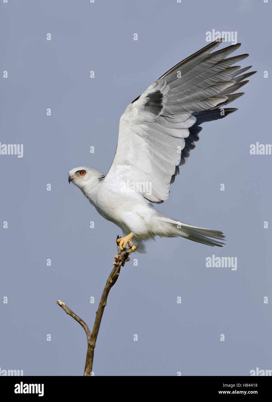 White-tailed Kite (Elanus leucurus), Texas Stock Photo - Alamy