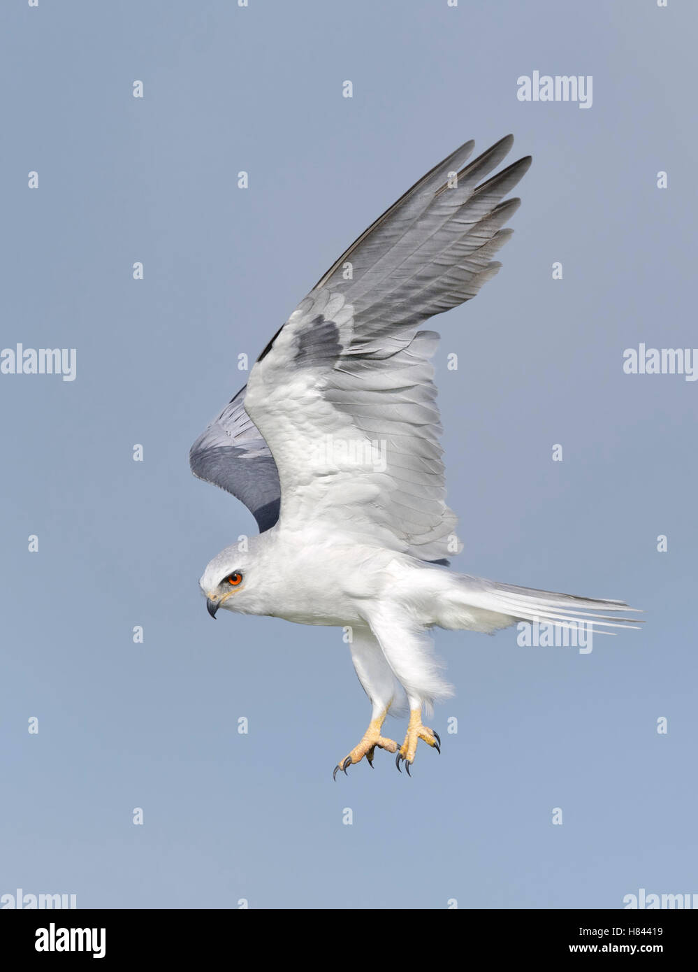 White-tailed Kite (Elanus leucurus), Texas Stock Photo - Alamy