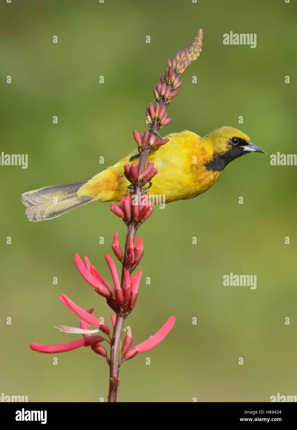 Orchard Oriole (Icterus spurius), Texas Stock Photo - Alamy