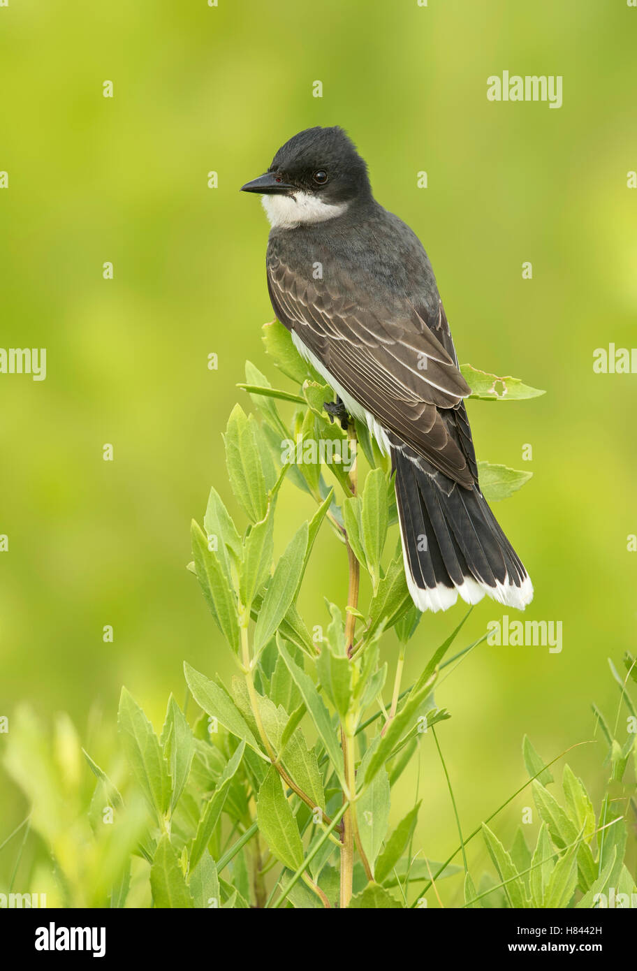 Eastern Kingbird (Tyrannus tyrannus), Texas Stock Photo - Alamy