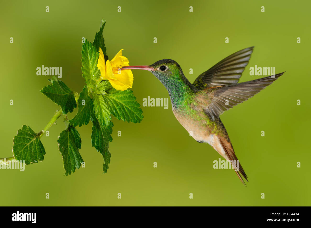 Buff-bellied Hummingbird (Amazilia yucatanensis) feeding on nectar ...