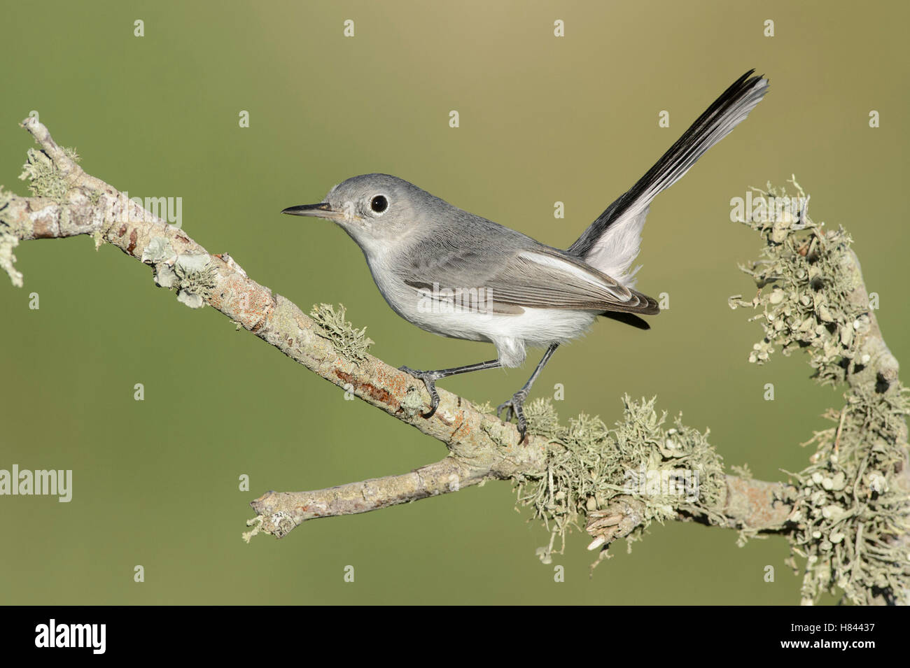 Blue-grey Gnatcatcher (Polioptila caerulea), Texas Stock Photo - Alamy