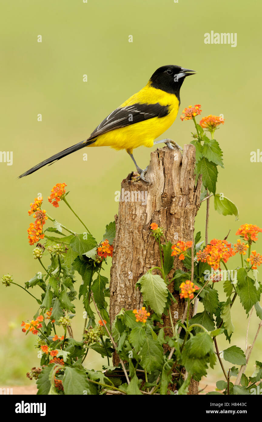 Audubon's Oriole (Icterus graduacauda) male, Texas Stock Photo - Alamy