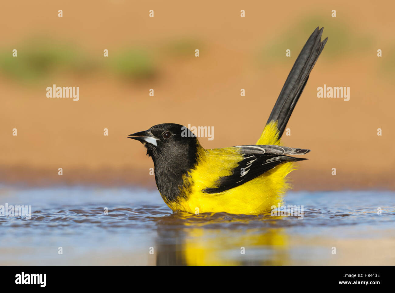Audubon's Oriole (Icterus graduacauda) male bathing, Texas Stock Photo ...